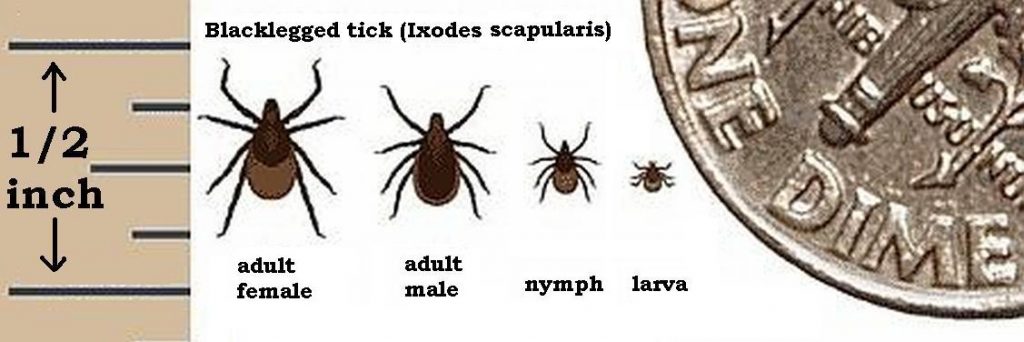 EXPLOSION OF TICK DISEASE IN CANADA - Laser and Skin Care MedSpa